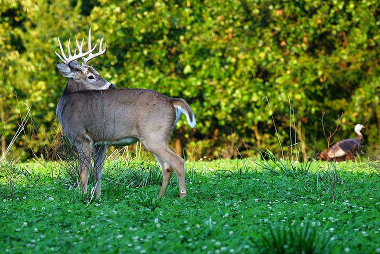 How to Prepare Your Land for Hunting » Got Hunts