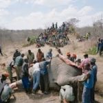 See What Happens to an Elephant After Elephant Hunting