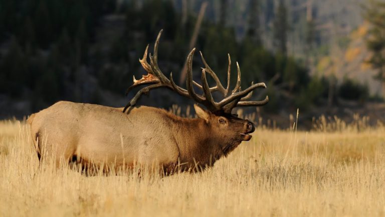 The Spider Bull is the New World Record Elk » Got Hunts