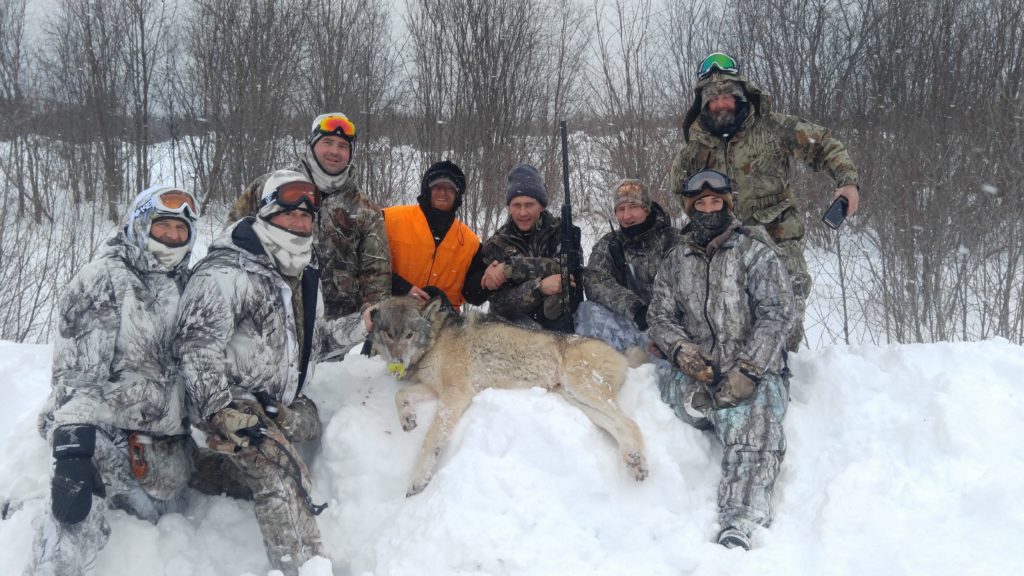 Ontario, Canada Wolf Hunt with Kap River Outfitters » GotHunts.com